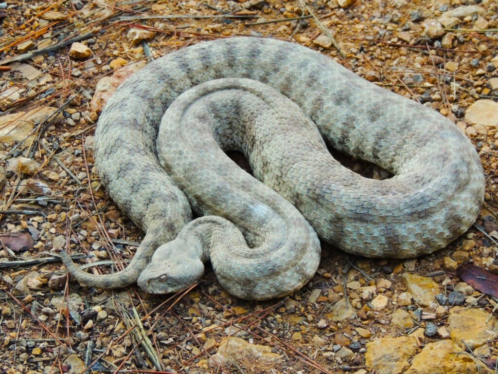 Snakes of Lebanon – Wild Lebanon