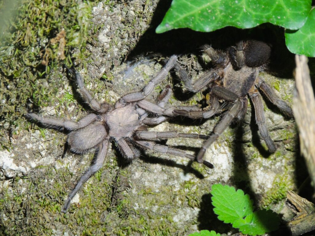 Arachnids: spiders and scorpions of Lebanon – Wild Lebanon