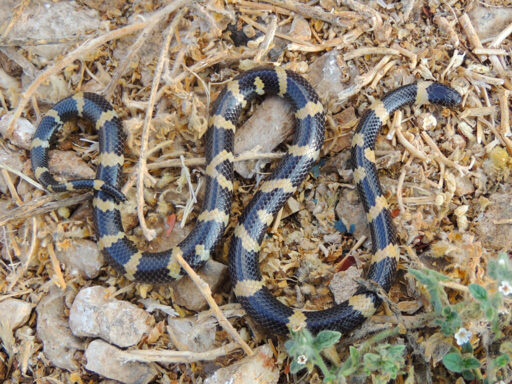 Snakes of Lebanon – Wild Lebanon