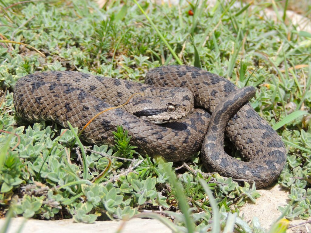Snakes of Lebanon – Wild Lebanon