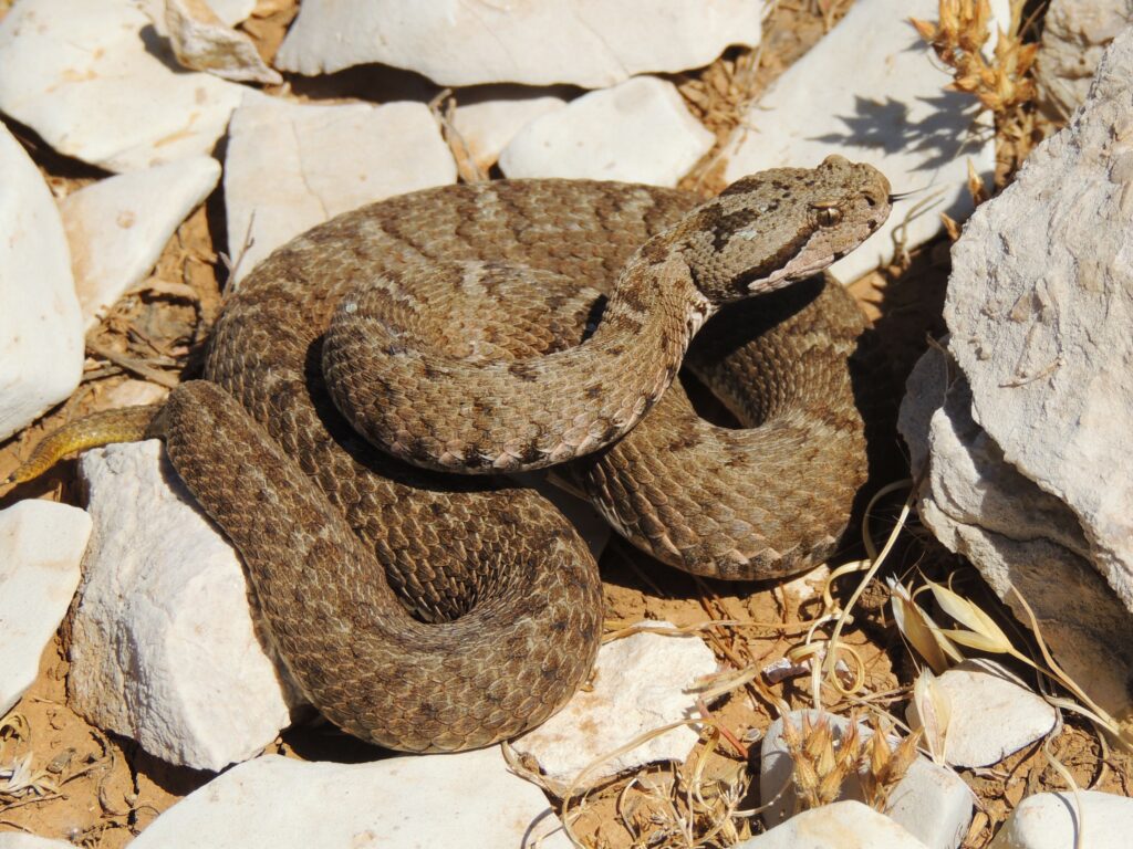 Snakes of Lebanon – Wild Lebanon