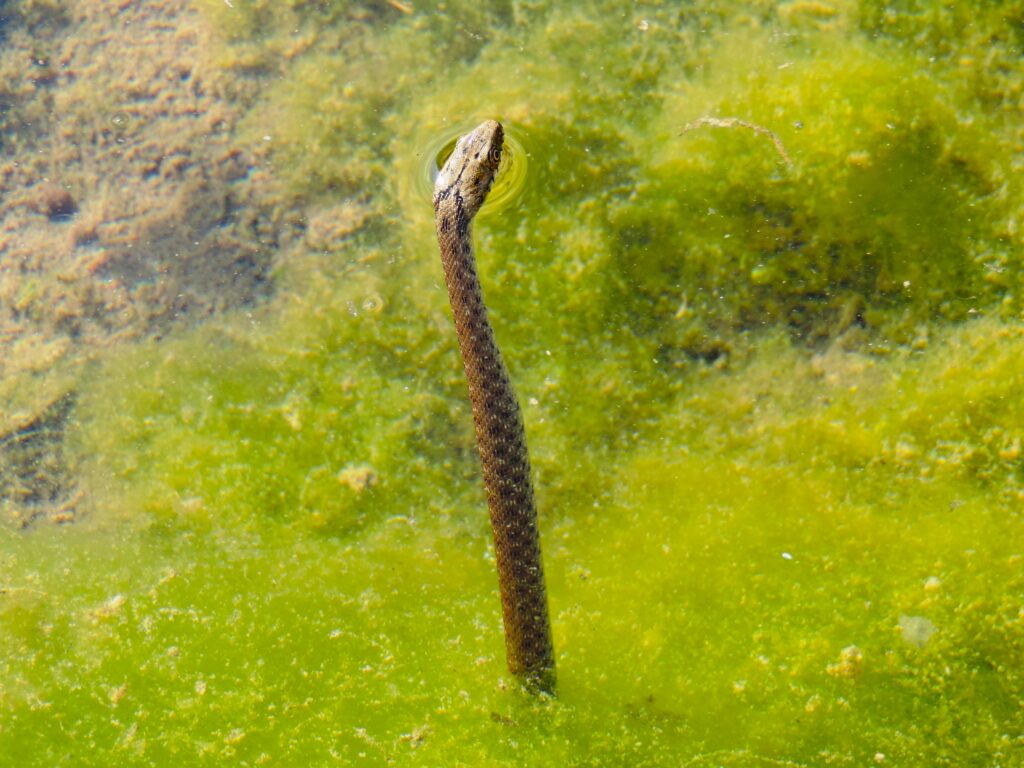 Snakes of Lebanon – Wild Lebanon