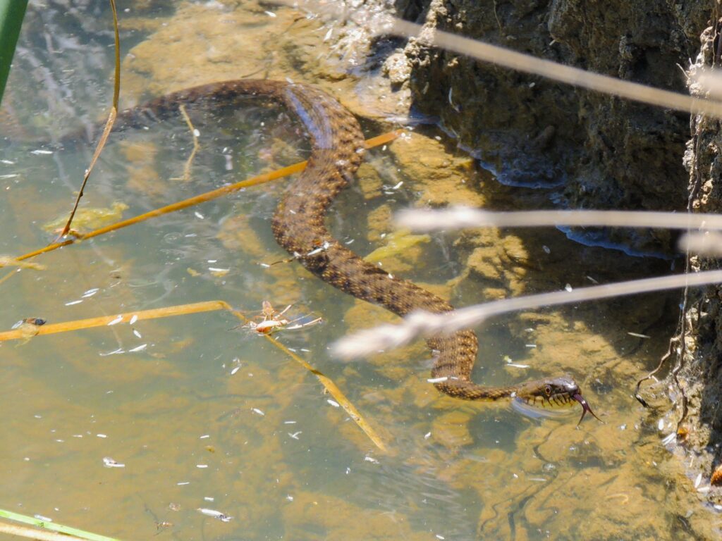 Snakes of Lebanon – Wild Lebanon