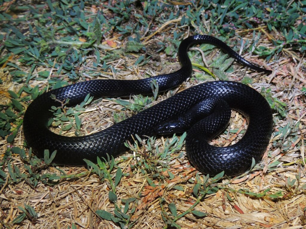 Snakes of Lebanon – Wild Lebanon