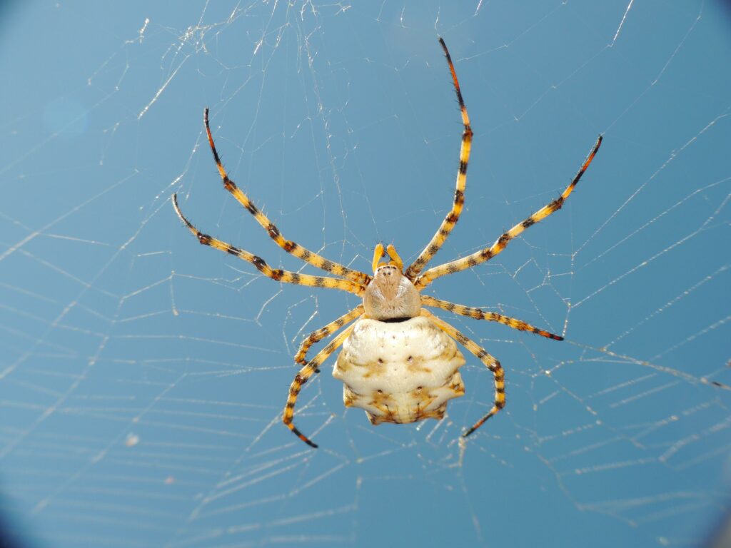 Arachnids: spiders and scorpions of Lebanon – Wild Lebanon