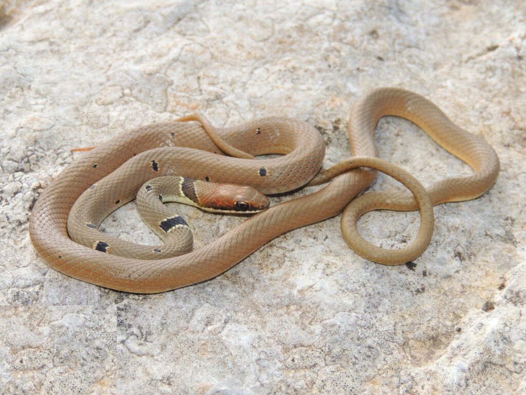 Snakes of Lebanon – Wild Lebanon