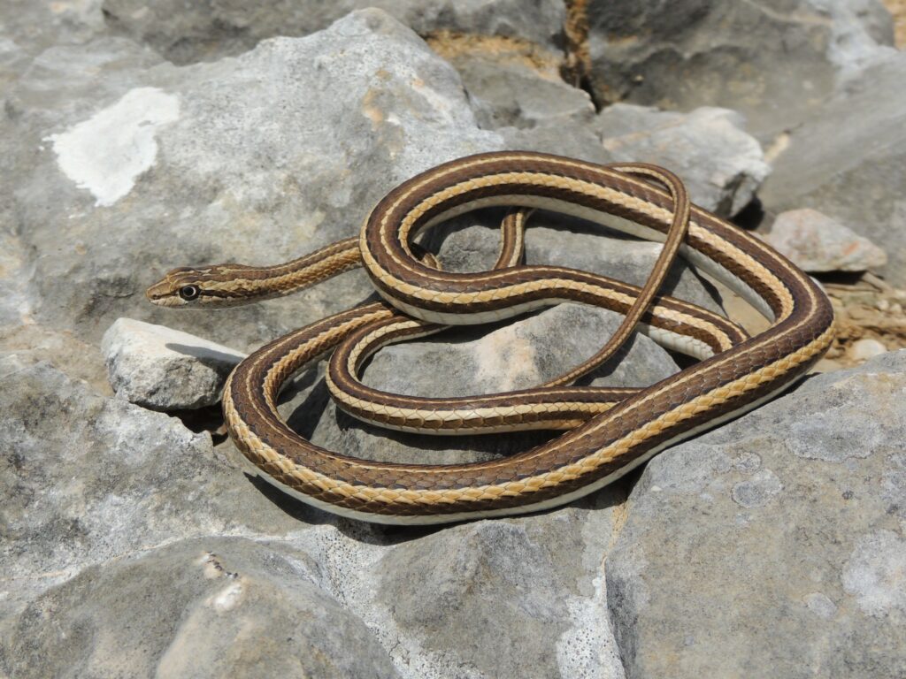 Snakes of Lebanon – Wild Lebanon