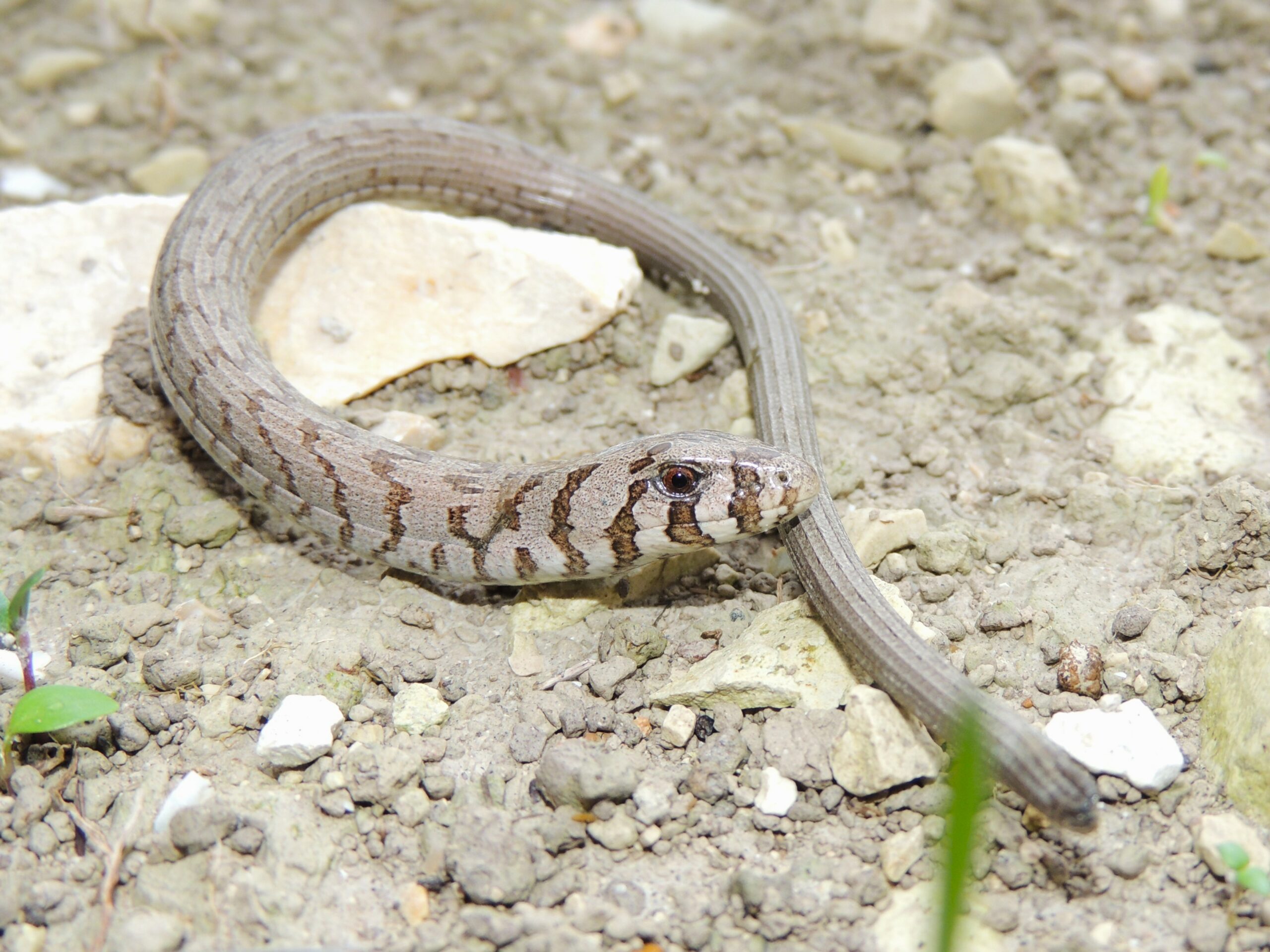 Lizards of Lebanon – Wild Lebanon