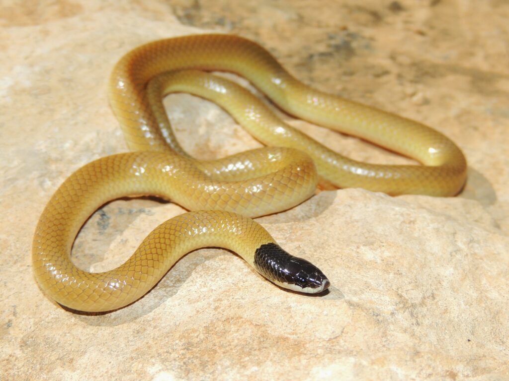 Snakes of Lebanon – Wild Lebanon