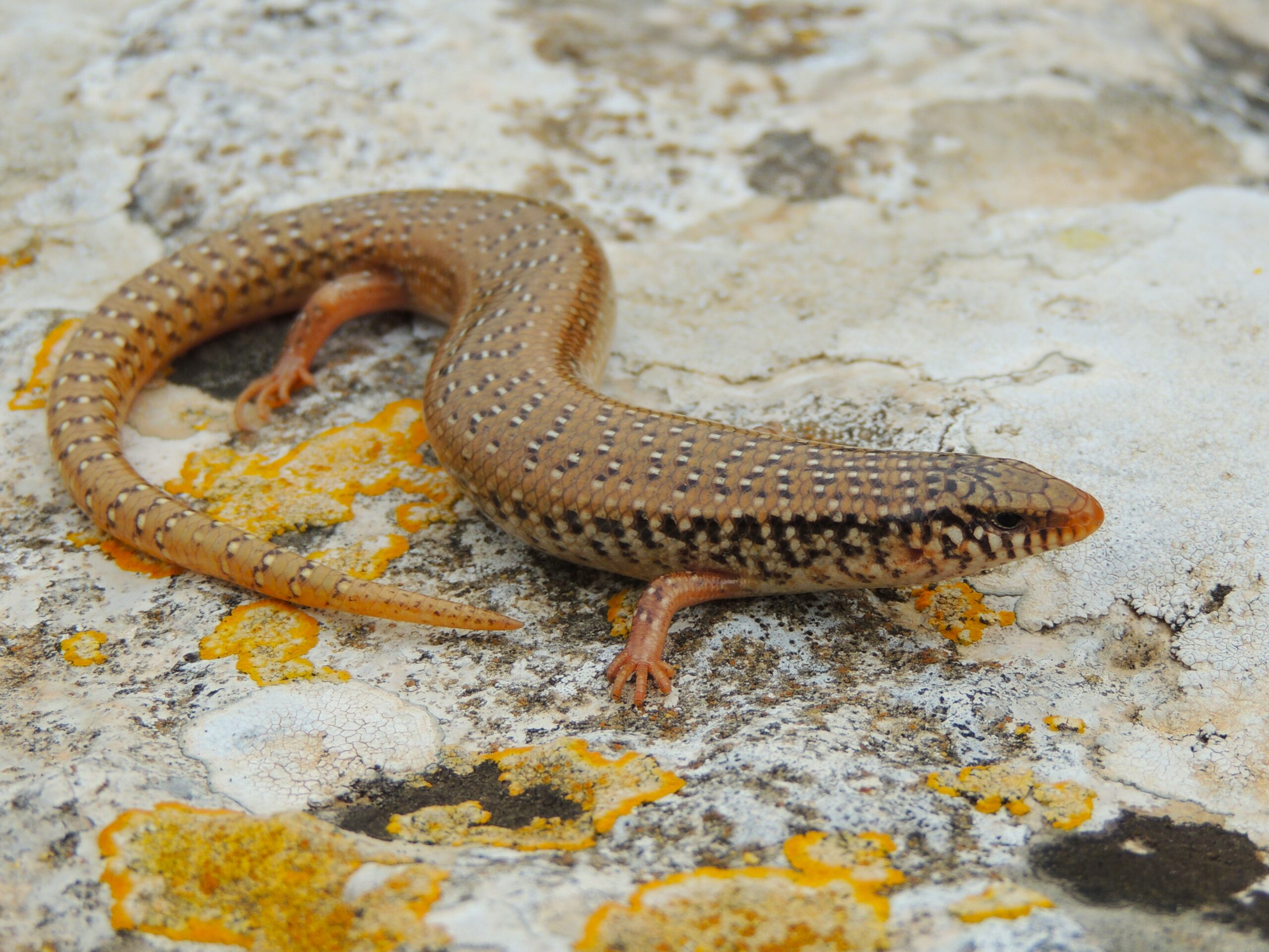 Lizards of Lebanon – Wild Lebanon