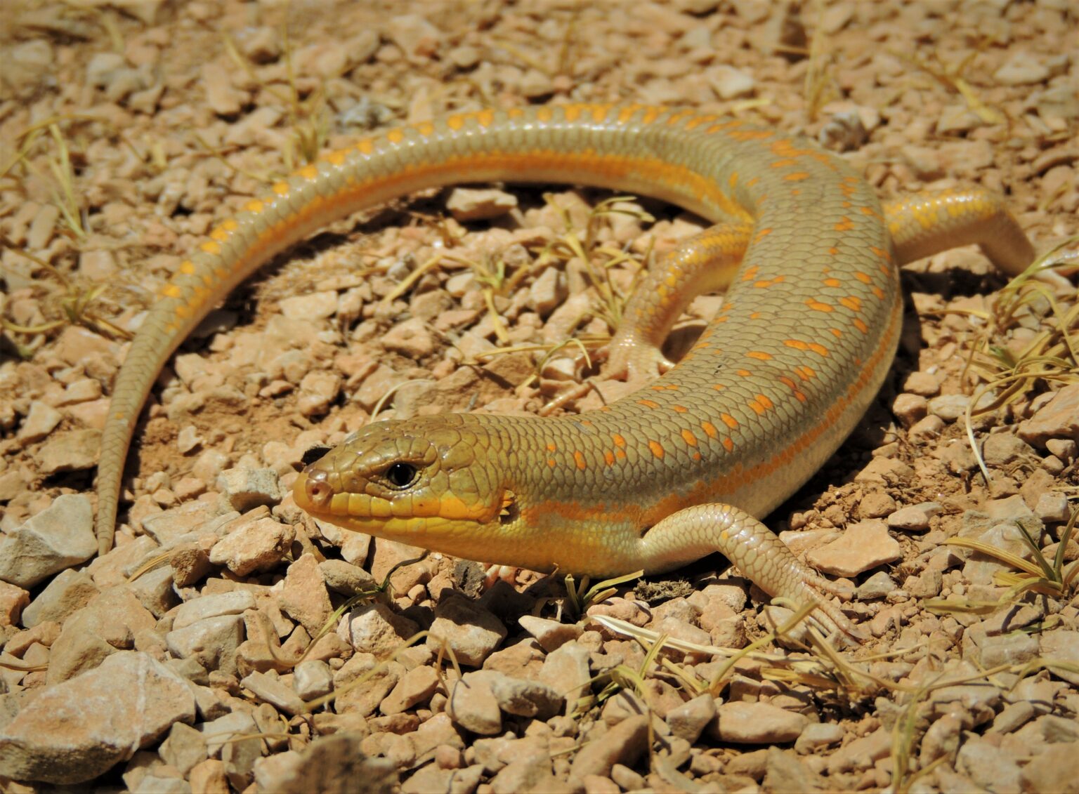 Lizards of Lebanon – Wild Lebanon