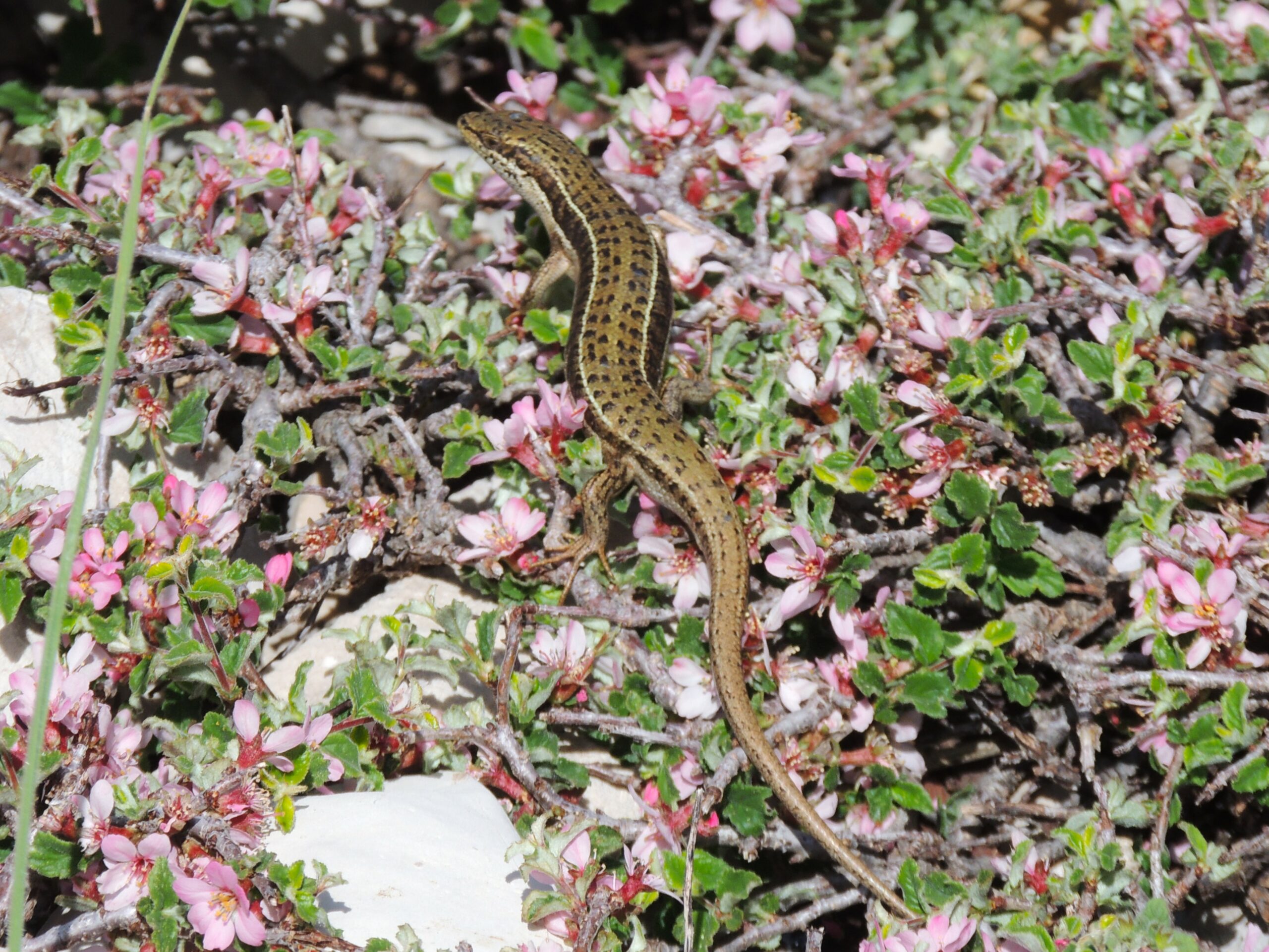 Lizards of Lebanon – Wild Lebanon