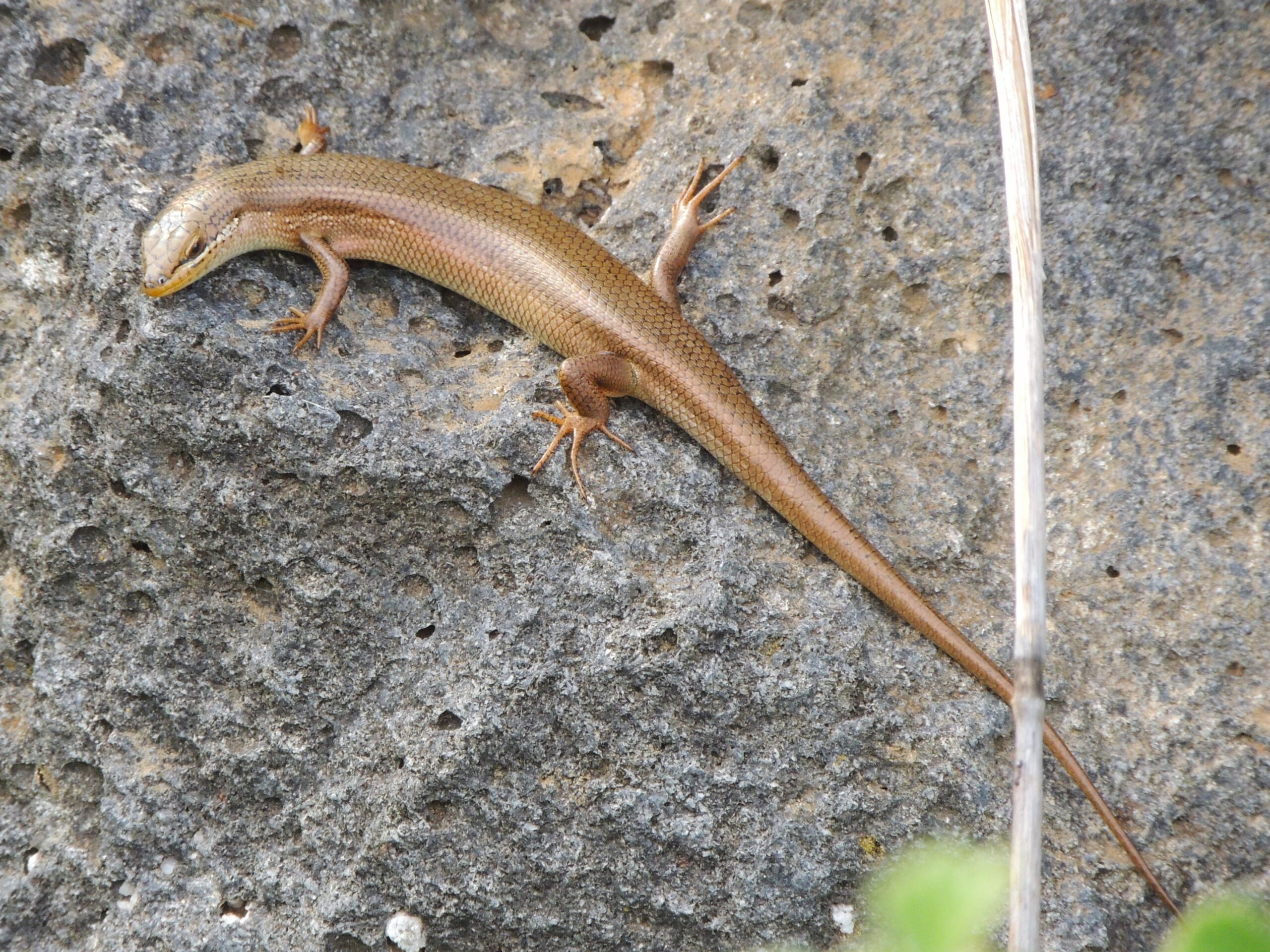 Lizards of Lebanon – Wild Lebanon