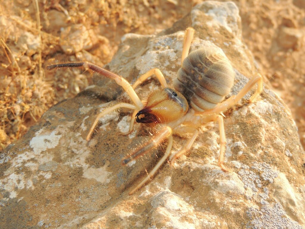 Arachnids: spiders and scorpions of Lebanon – Wild Lebanon