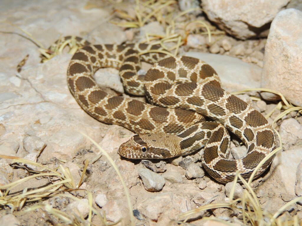 Snakes of Lebanon – Wild Lebanon