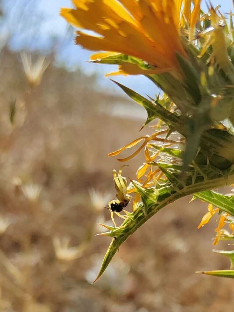 Arachnids: spiders and scorpions of Lebanon – Wild Lebanon