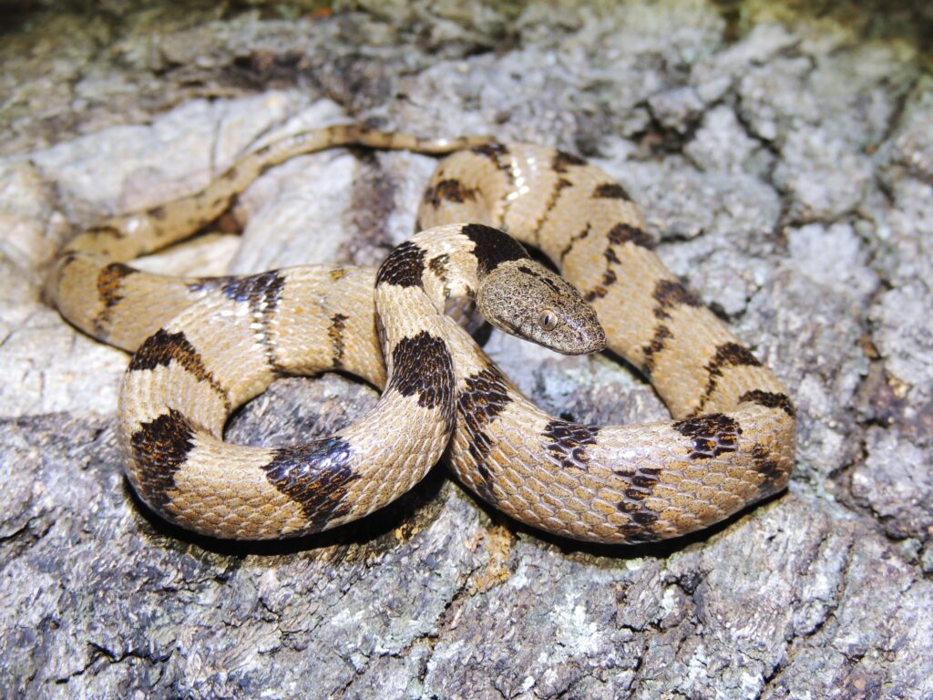 Snakes of Lebanon – Wild Lebanon