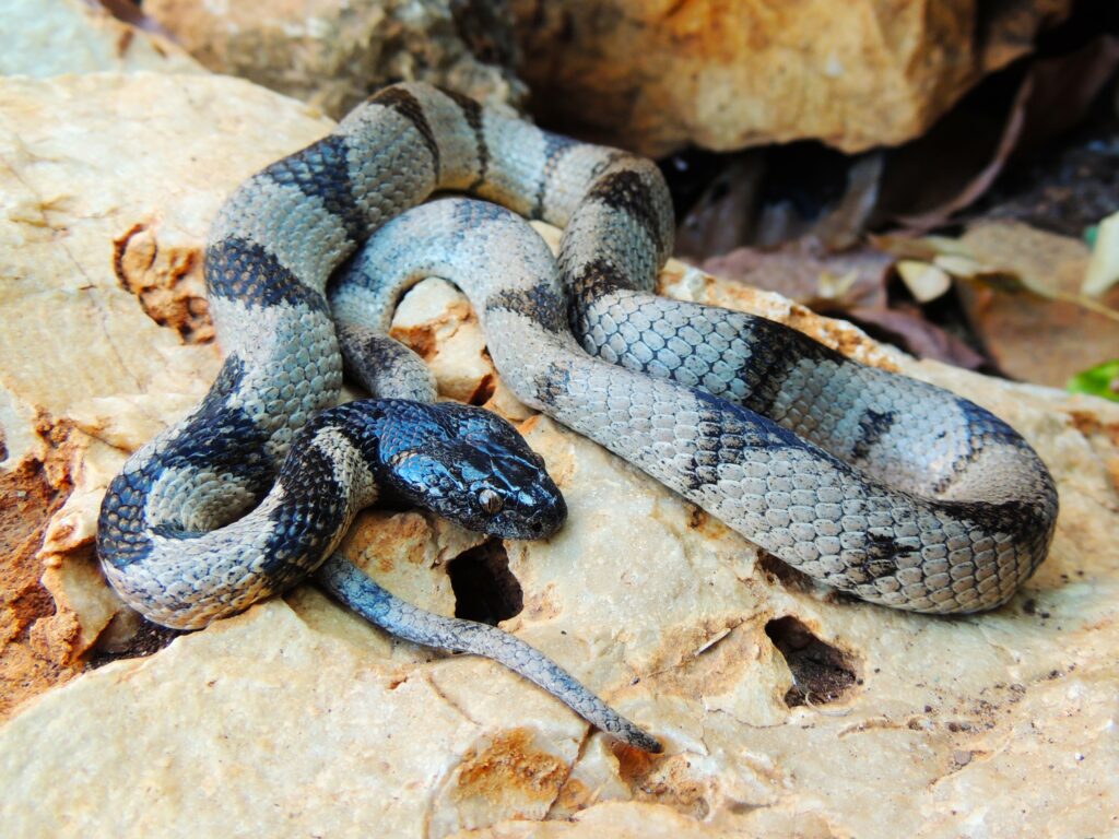 Snakes of Lebanon – Wild Lebanon