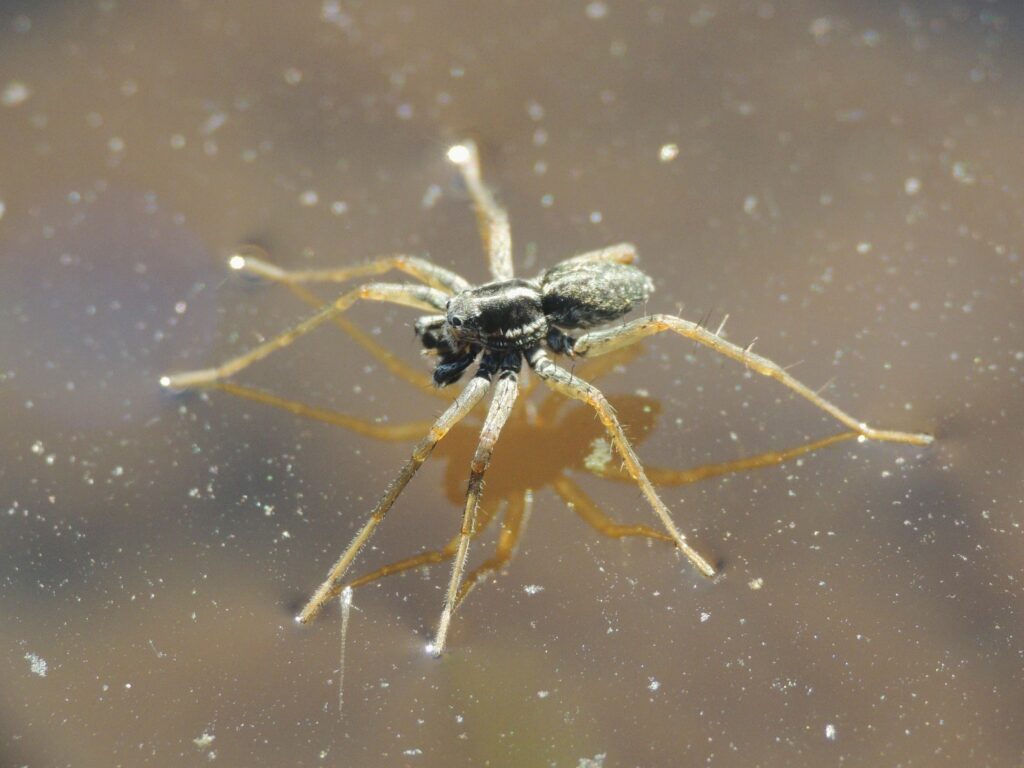 Arachnids: spiders and scorpions of Lebanon – Wild Lebanon