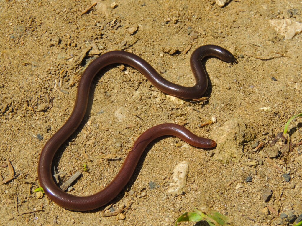 Snakes of Lebanon – Wild Lebanon