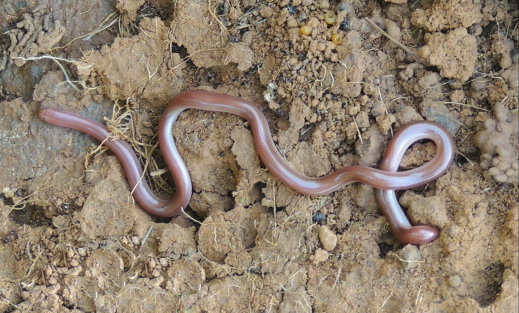 Snakes of Lebanon – Wild Lebanon
