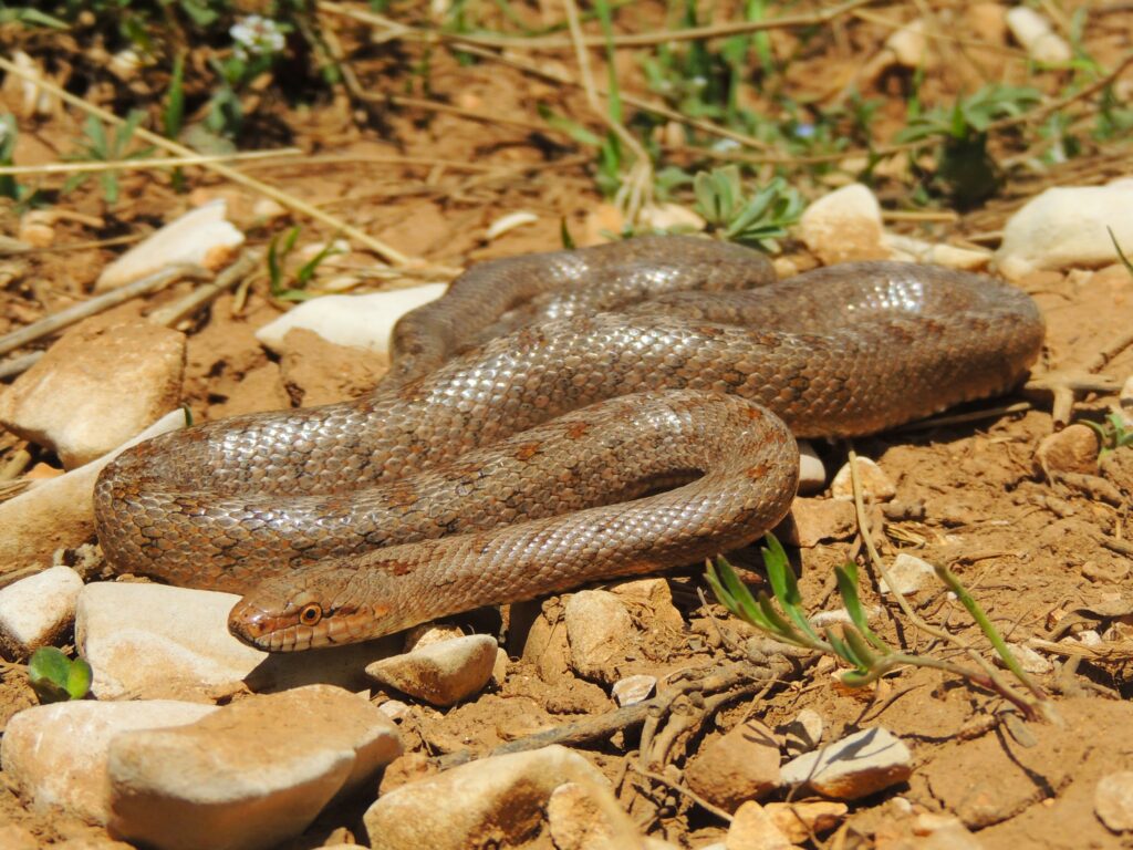 Snakes of Lebanon – Wild Lebanon