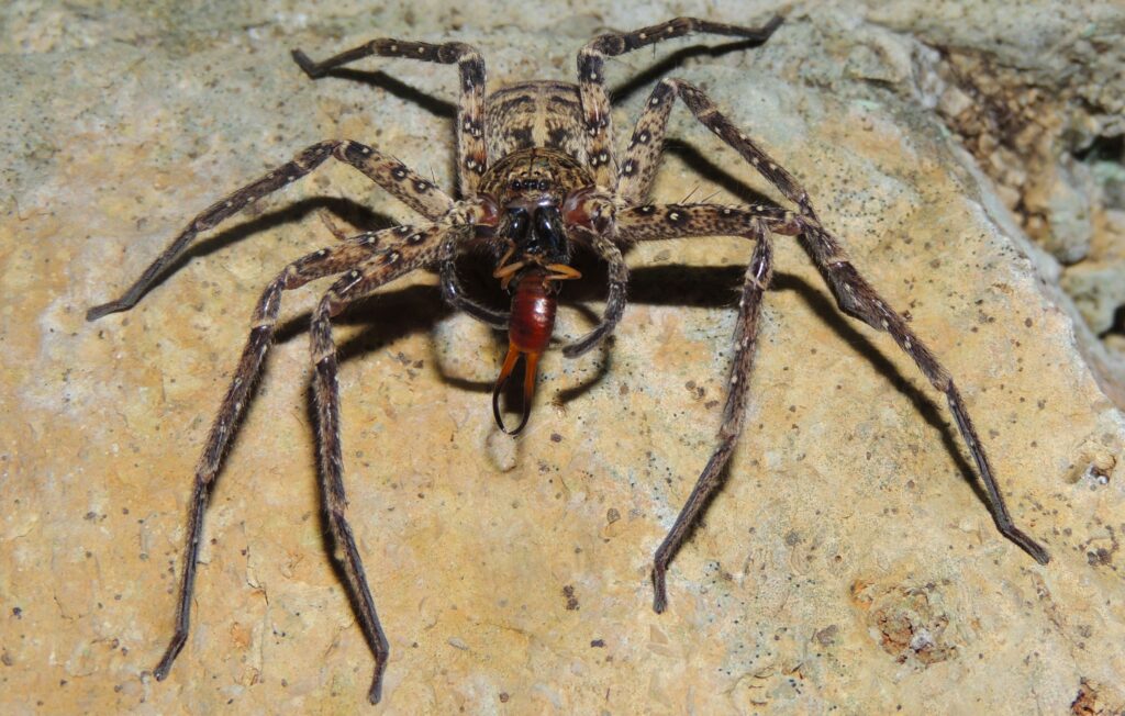 Arachnids: spiders and scorpions of Lebanon – Wild Lebanon