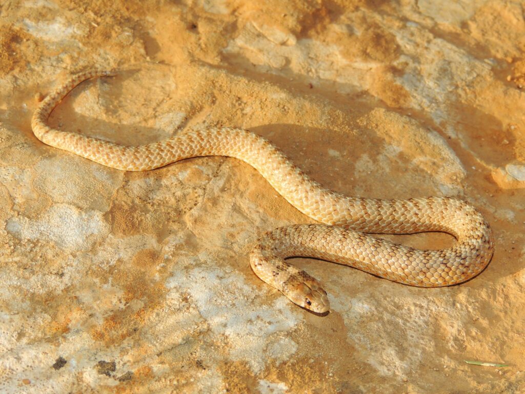 Snakes of Lebanon – Wild Lebanon
