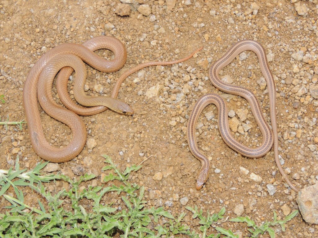 Snakes of Lebanon – Wild Lebanon
